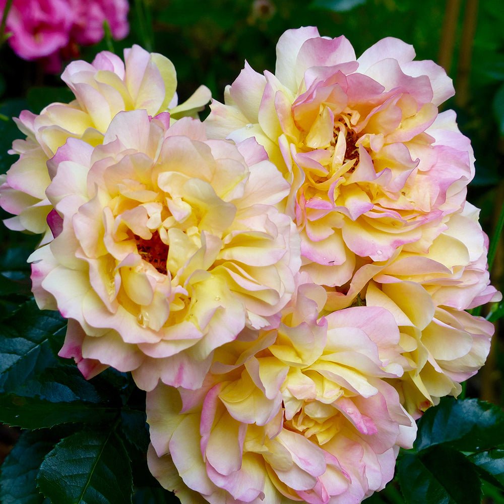 Trandafir Floribunda galben-rosu Lampion | Verdena – VERDENA