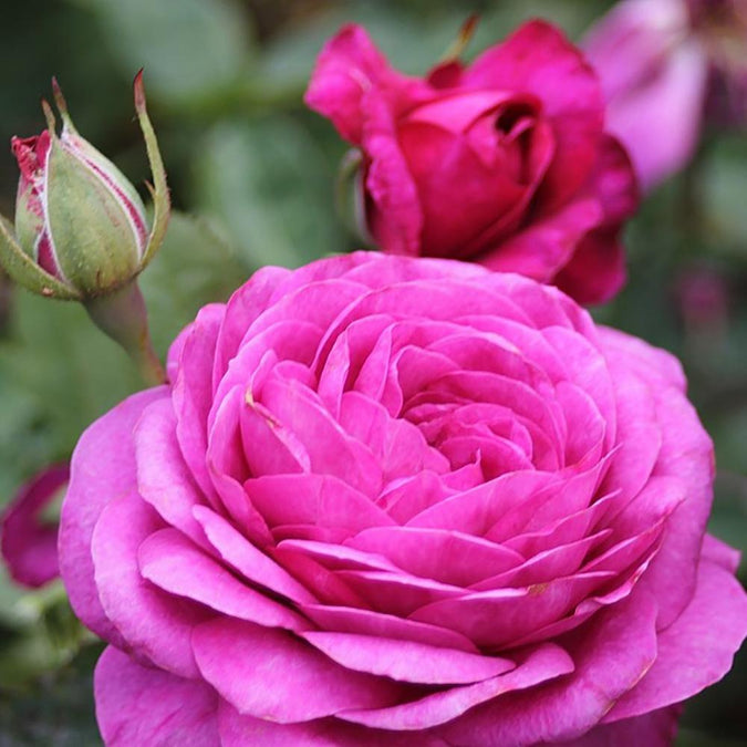 Trandafiri Floribunda de Gradina | Verdena.ro – VERDENA