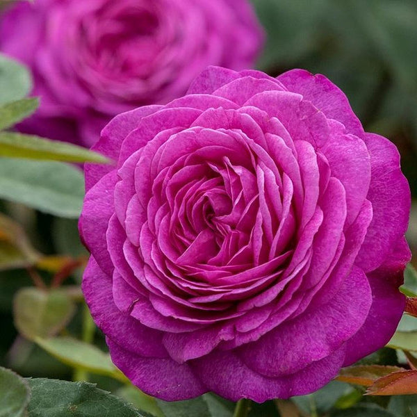 Trandafiri Floribunda | Abudenta Florala | Verdena.ro – VERDENA