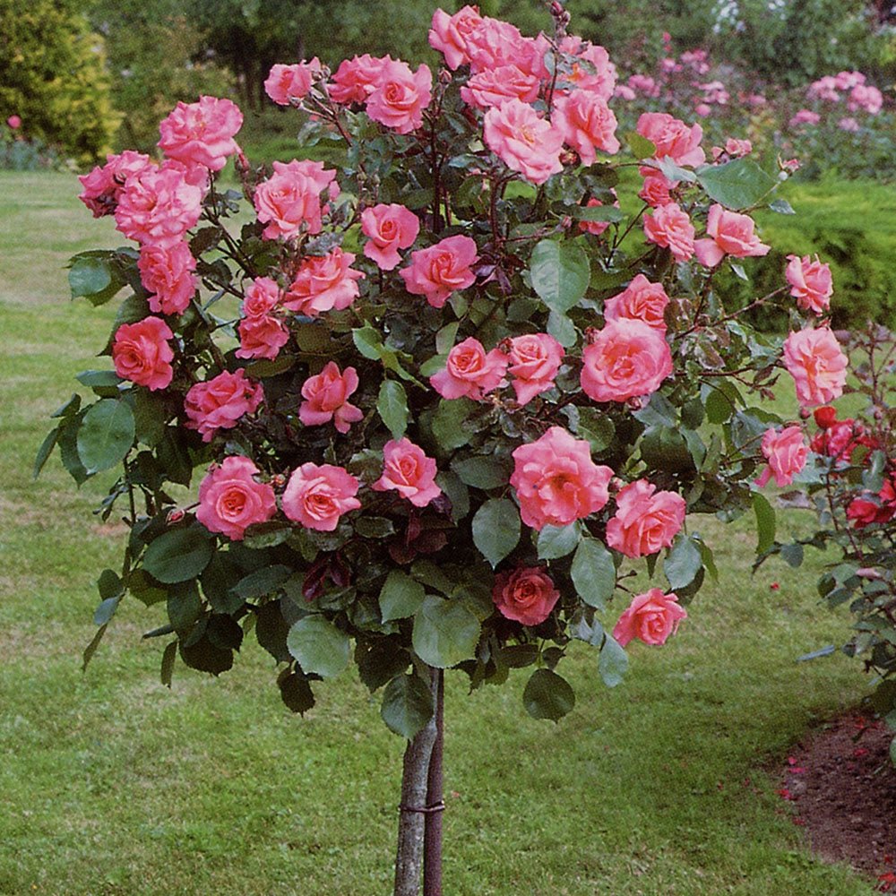 Trandafir Pomisor roz-cais Augusta Louise | Verdena – VERDENA