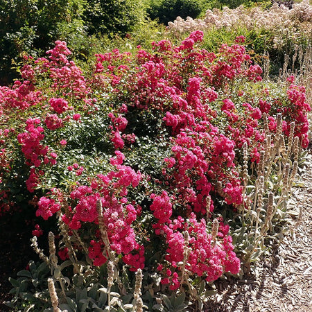 Trandafiri | Eleganta, Frumusete si Parfum | Verdena.ro – VERDENA
