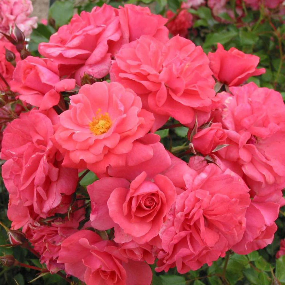 Trandafir Tufa roz-somon Bad Birnbach | Verdena – VERDENA