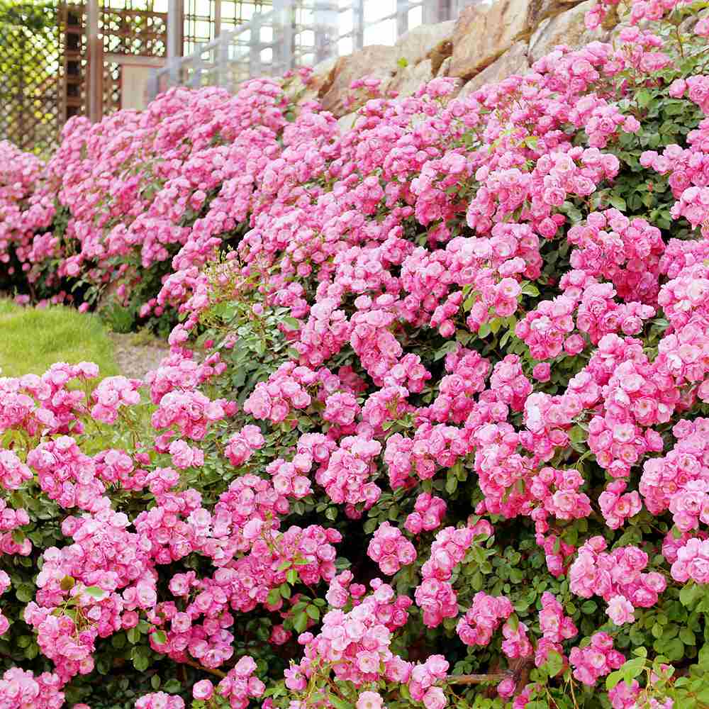 Trandafir Tufa roz-inchis Angela, inflorire repetata | Verdena – VERDENA