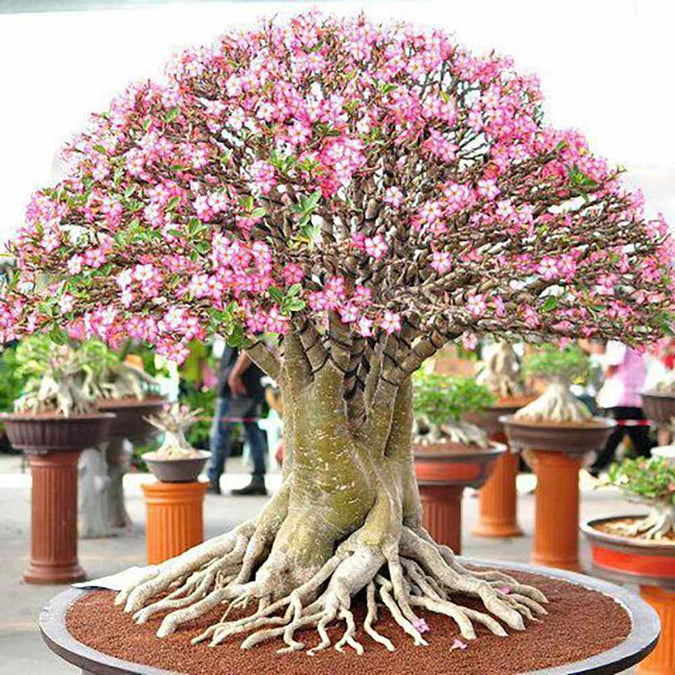 Trandafirul Desertului (Adenium obesum) | Verdena – VERDENA