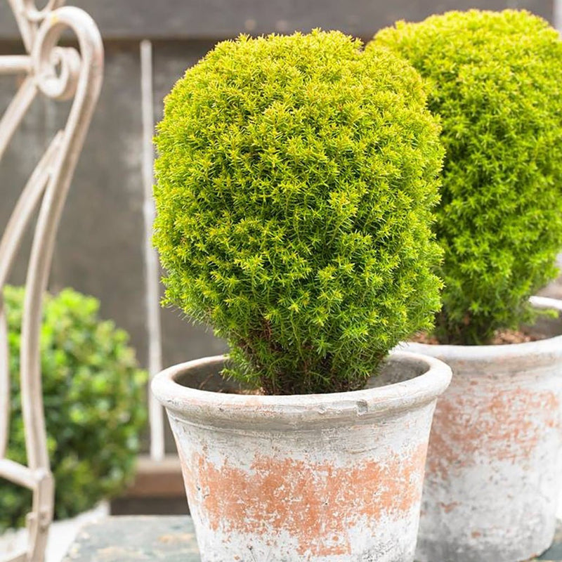 Tuia Smaragd, Brabant, Pitica & Alte Soiuri | Verdena.ro