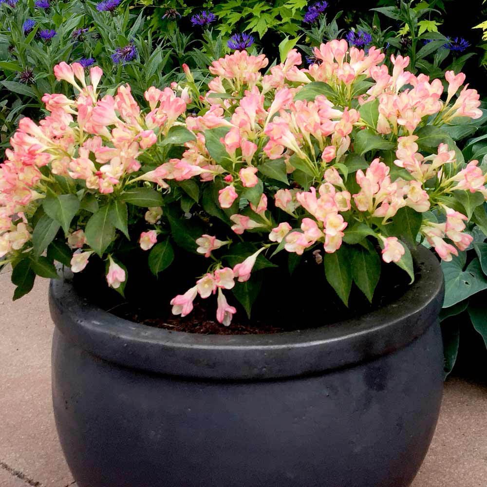 Weigela Roz-Piersica All Summer Peach | Verdena – VERDENA