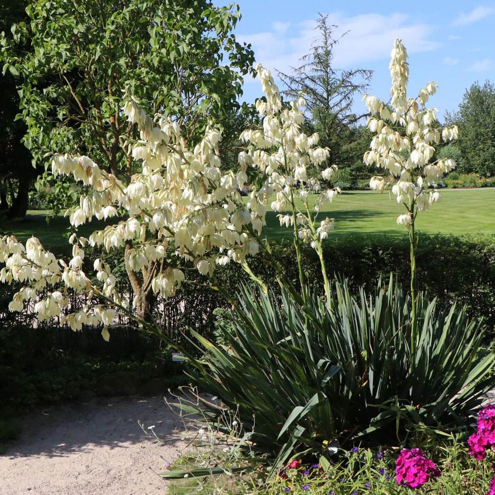 Yucca filamentosa | Verdena