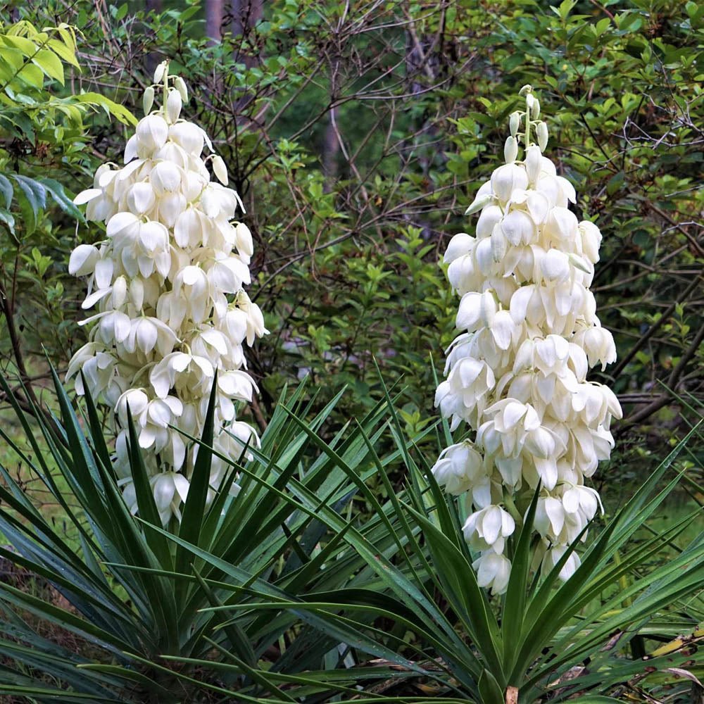 Yucca filamentosa | Verdena
