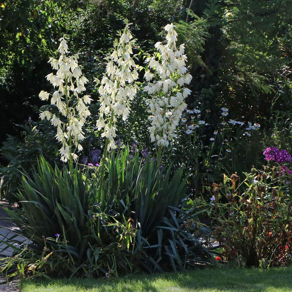 Yucca filamentosa | Verdena