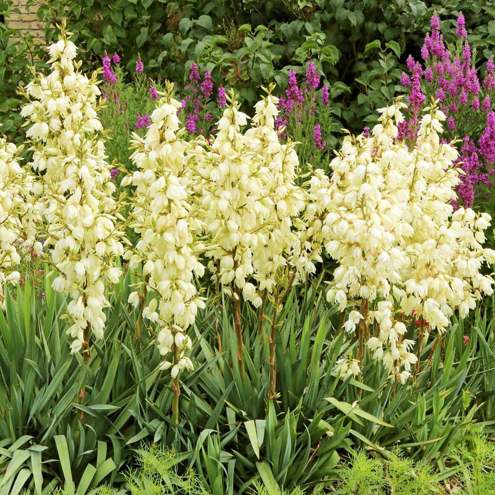 Yucca de Gradina filamentosa | Verdena – VERDENA